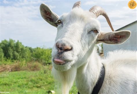 فرارو ویدئو آویزان شدن عجیب و خنده‌دار یک بز از سیم برق