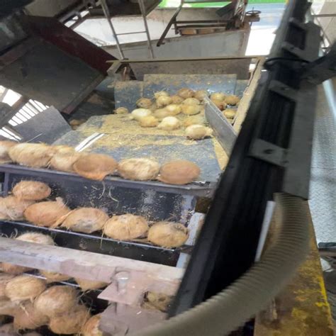 Coconut Object Detection Dataset By Tds