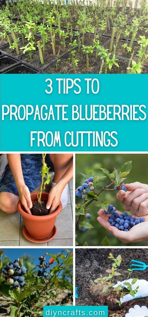 3 Tips To Propagate Blueberries From Cuttings How To Do It DIY Crafts