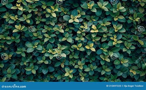Closeup Of Small Green Leaves Hedge Wall Texture Background In Garden
