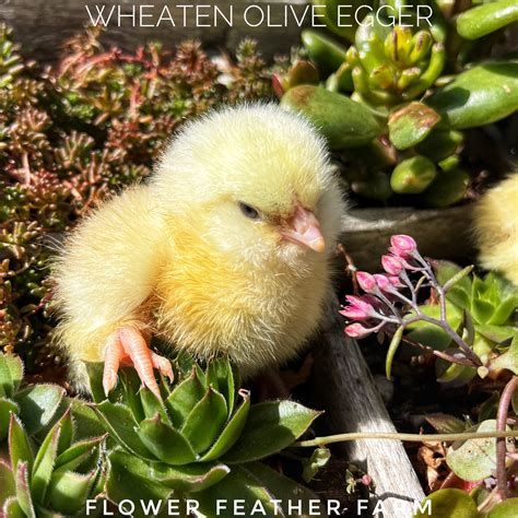 Ermine Ameraucanas At Flower Feather Farm A Chick Hatchery Near You