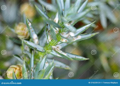 Juniper Scale Carulaspis Juniperi On Juniper Juniperus Spp Stock Image