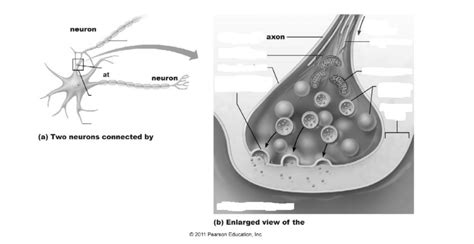 12 5 Aandb Structure Of An Axodendritic Synapse Diagram Quizlet