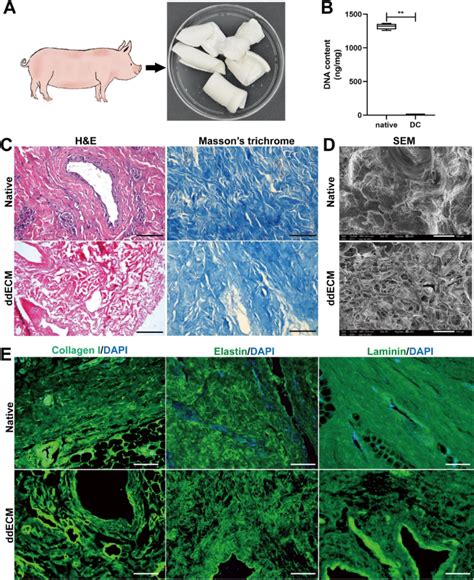 Biomimetic Hydrogel Derived From Decellularized Dermal Matrix