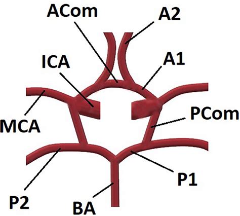 A Schema Will Be Used To Present The Different Types Of Cow And To Download Scientific Diagram