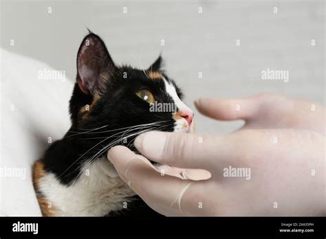 Veterinarian Examining Cute Cat With Corneal Opacity On Blurred