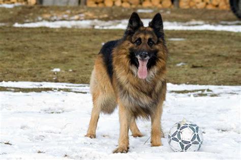 Race De Chien Le Berger Belge Pratique Fr