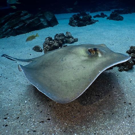 Southern Stingray Georgia Aquarium