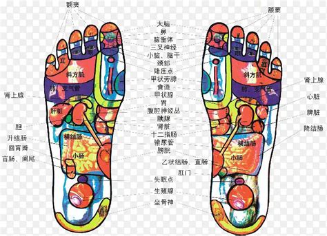 足部穴位图png图片素材下载图片编号9157894 Png素材网