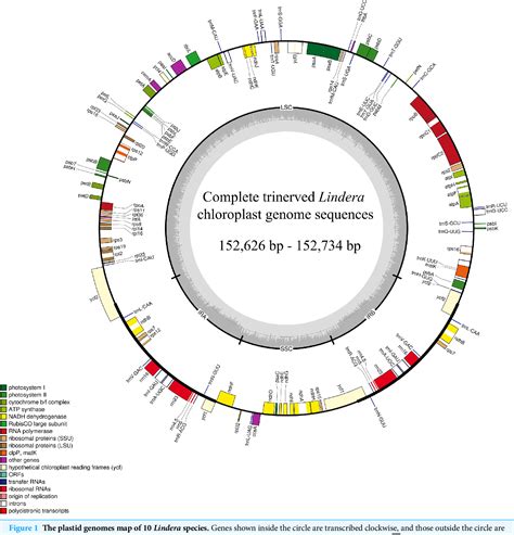 Guc Codon Amino Acid Adaptor Activity Semantic Scholar