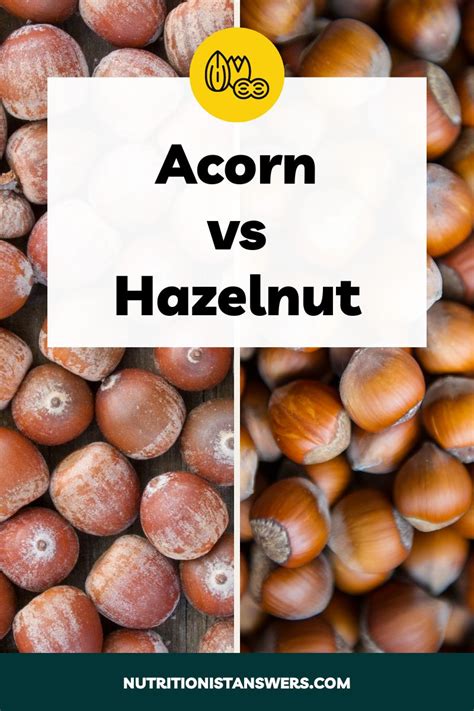 Acorn Vs Hazelnut Taste And Nutrition Comparison Nutritionist Answers