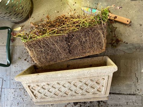 Rootbound Mint The Fancy Garden