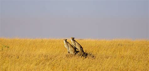 Tanzania Tour Operators Mgahinga Gorilla National Park