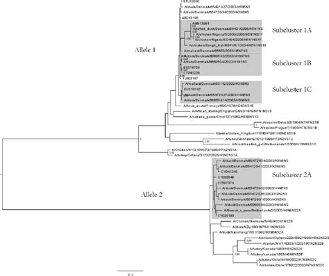 The Maximum Likelihood Phylogenetic Tree For The Ns Gene The Cluster Download Scientific