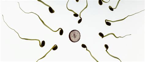 Prosedur Pemeriksaan Sperma Guesehat