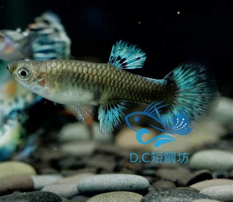 2024 【紅龍馬賽克孔雀魚】對魚一對 【dc短鯛坊】
