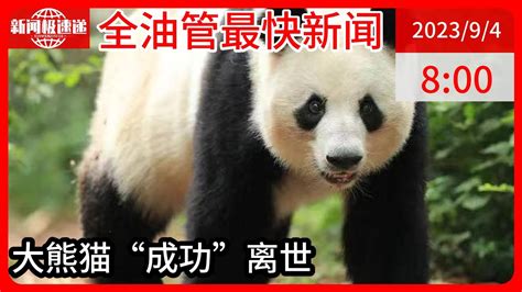 中国新闻09月04日08时23岁大熊猫成功在兽舍内死亡系顶流熊猫花花之母 YouTube