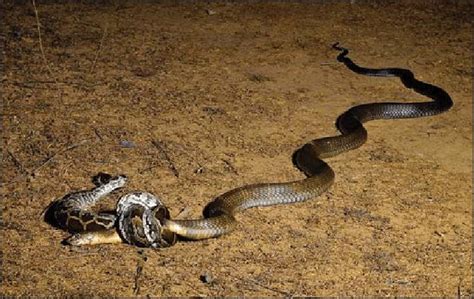 Juvenile Female Indian Python Fights Back Upon Being Attacked By A King