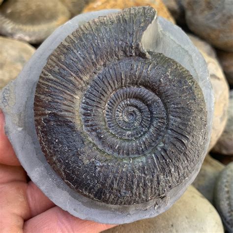 Yorkshire Fossils Page 3 Yorkshire Fossils