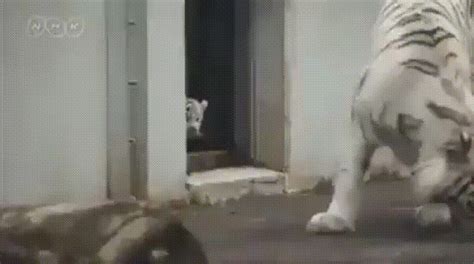Wait For Itheyyy Dad  On Imgur