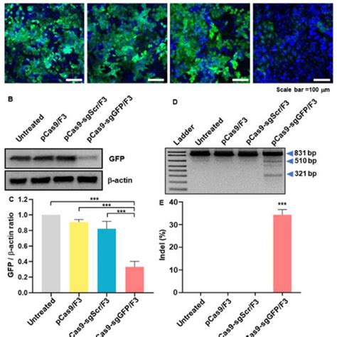 In Vitro Gene Disruption Of Gfp By Pcas9 Sggfpf3 Hela Gfp Cells Were