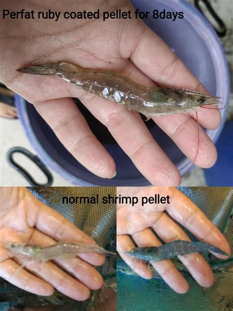 Sustainability Jf Nutritech Sdn Bhd