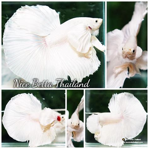 Betta Fish Female Hm Magical Pink Blue Marble