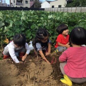 湘南学園幼稚園 Blog Archive 年少組 芋掘り