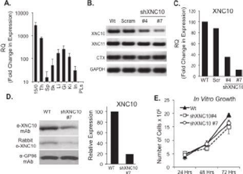 XNC Expression Pattern And Generation Of Stable XNC Deficient Download Scientific
