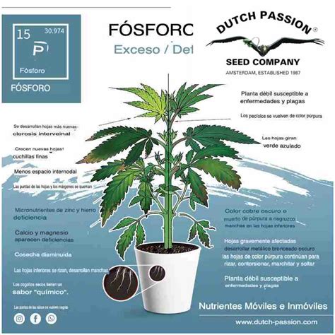 Deficiencia de Fósforo en la Marihuana Qué es y como corregirla
