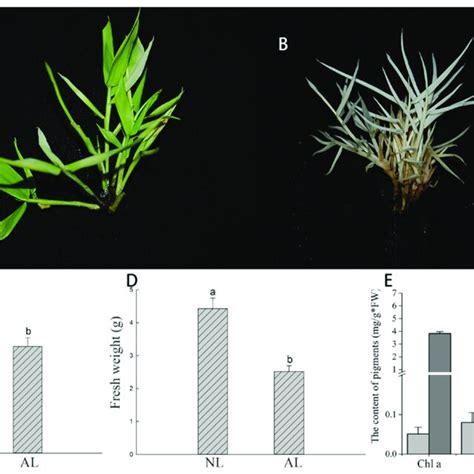 The Structures Of Leaves And Chloroplast In Normal And Albinotic Lines Download Scientific