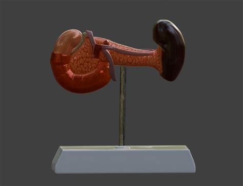 3d Spleen Pancreas And Duodenum Anatomy Model By Azekapeka