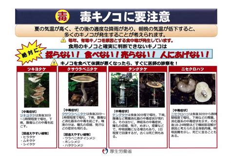 湯沢市役所 【有害な野生キノコによる食中毒にご注意ください！】