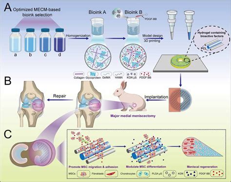 Schematic Presentation Of The Scaffold Construction And Study Design