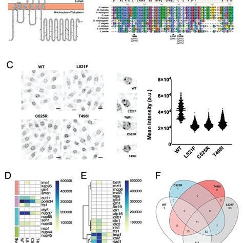 Western Blot Analysis Of Psd 95 Affinity Purification Ap Using Mouse