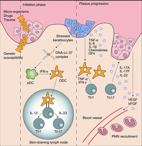 Immunopathogenesis Of Psoriasis Cell Subsets And Cytokine Signaling