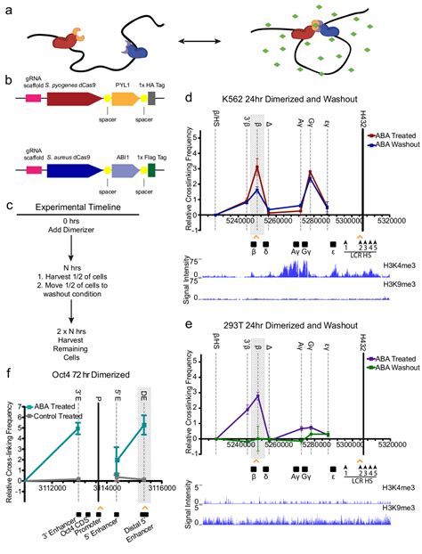 Crispr Mediated Reorganization Of Chromatin Loop Structure Protocol