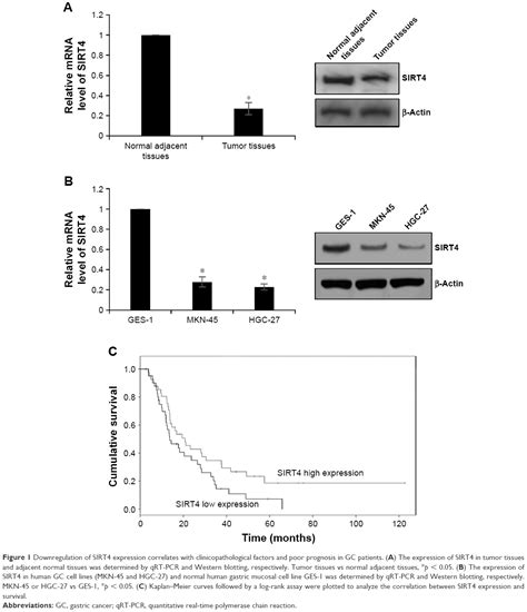 Sirt4 Acts As A Tumor Suppressor In Gastric Cancer By Inhibiting Cell Ott