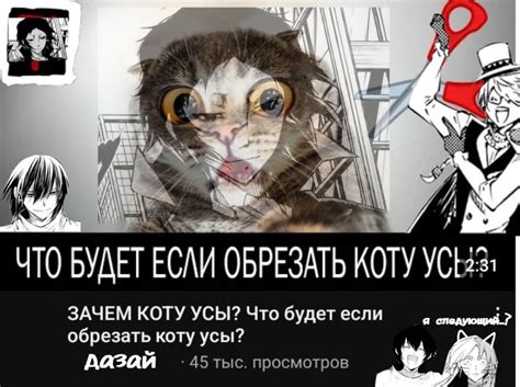 Коту усы а женщинам трусы в 2024 г Собаки Кот Мемы
