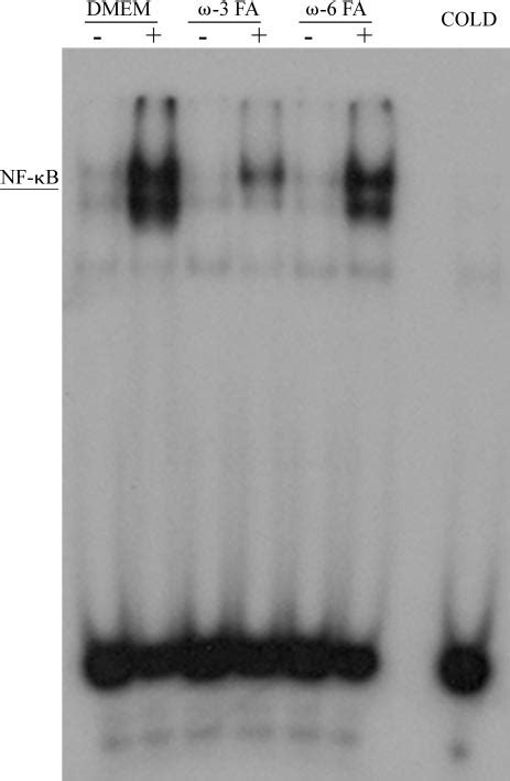 Nf B Binding Activity Via Emsa Confluent Cells Were Pretreated With Download Scientific