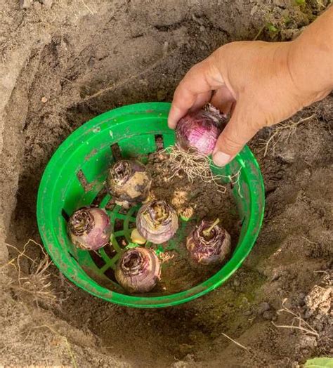 Comment conserver les bulbes de jacinthes après la floraison Plantes