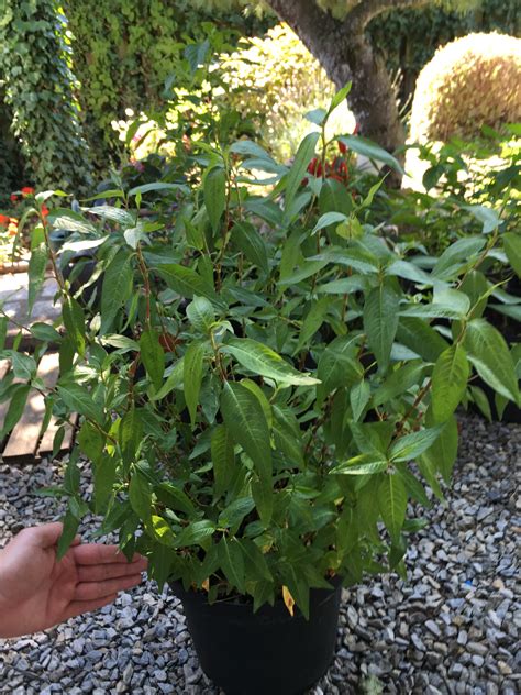 Vietnamesischer Koriander | Persicaria odoratum