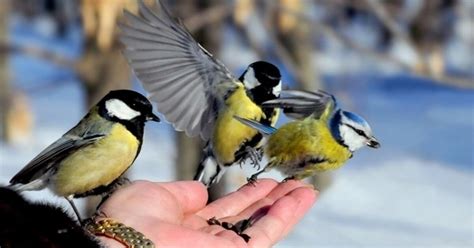 1 квітня Міжнародний день птахів