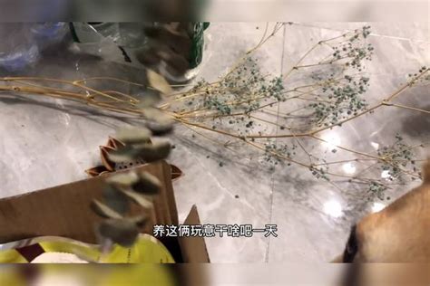 柯基：猫故意打碎花瓶，狗子又不背锅，主人气的口吐芬芳！花瓶柯基主人