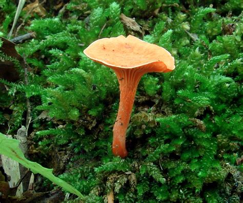 Cantharellus cinnabarinus at Indiana Mushrooms