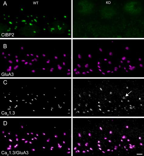 Figures And Data In The Presynaptic Ribbon Maintains Vesicle