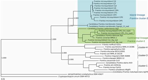 phylogenetic tree based on whole genome sequences inferred using the