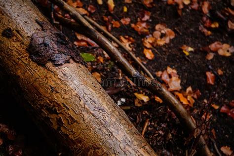 Wood Worm Corridors Under Infection Bark Of Pine Tree Close Up Imprint