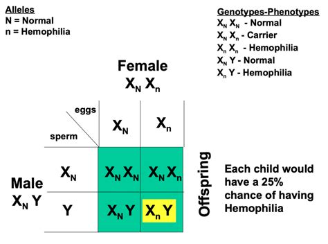 Bio Lecture Genetic Disorders Gracedandrea Diagram Quizlet