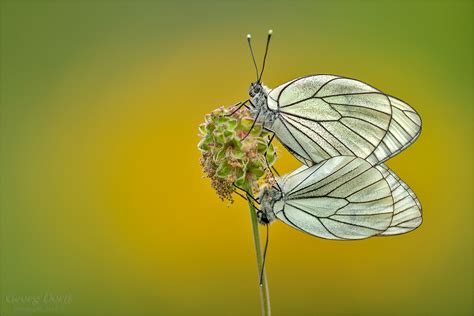 Sex Am Morgen Forum F R Naturfotografen